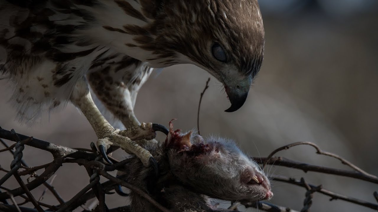 Red Tail Hawk eating Rat 4K Ultra HD #subscribe #cityscape - YouTube