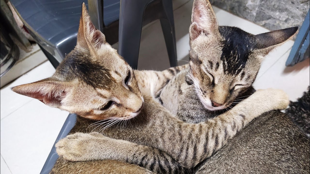 LOVE of Two Cat Brothers | Cute Moment Of the Cats - YouTube