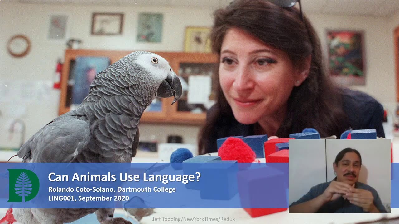 Can Animals Use Language IntroLing 2020F W01 08 YouTube can-animals-use-language-introling-2020f-w01-08-youtube