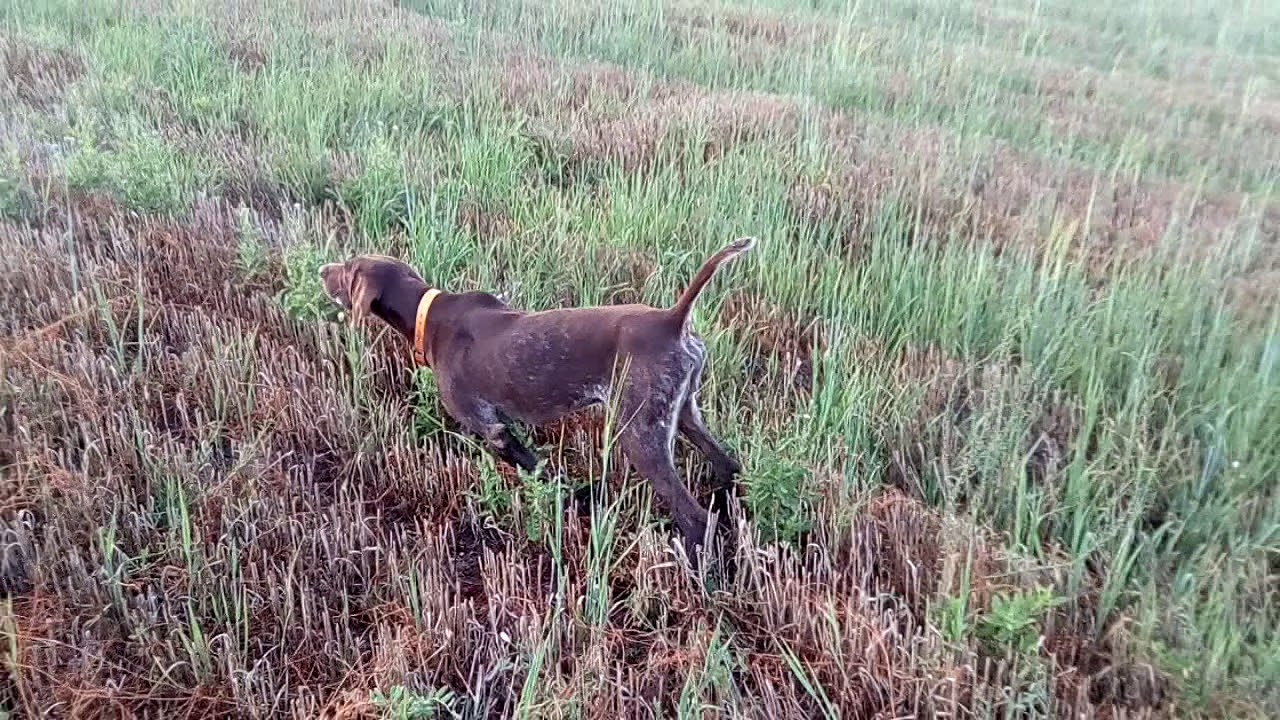 Addestramento cani da ferma su quaglie selvatiche - YouTube
