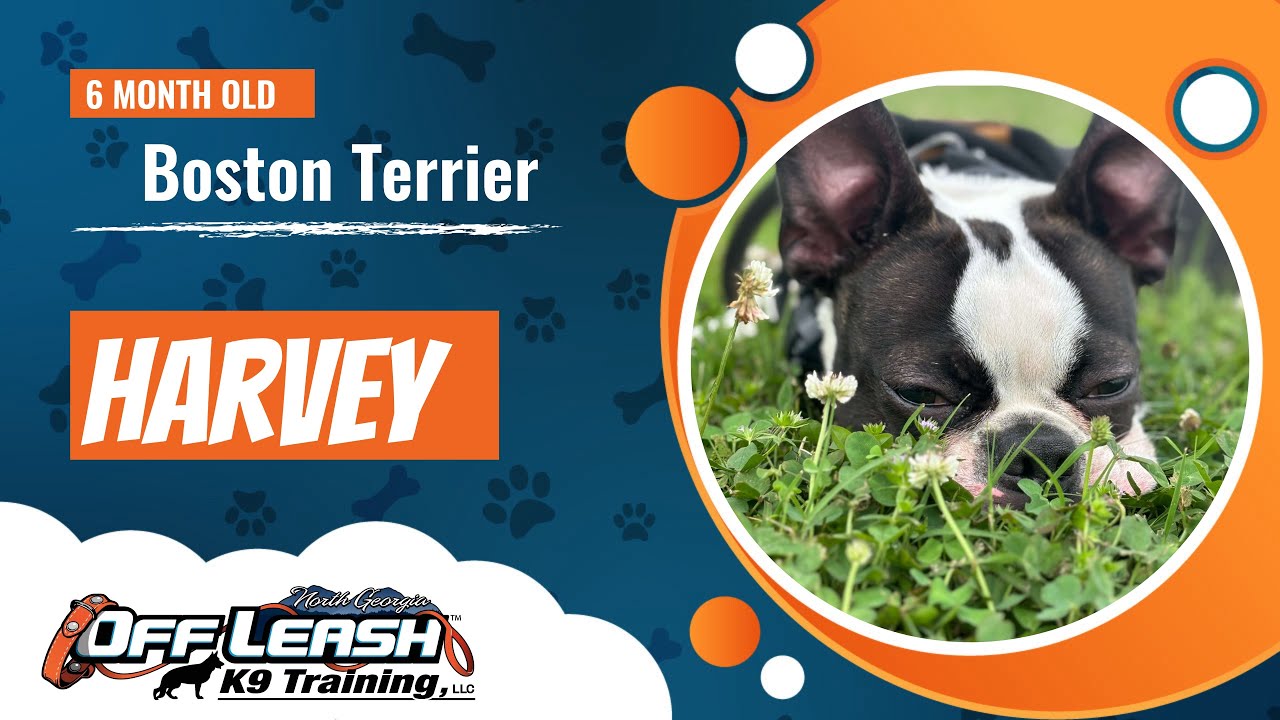 Harvey the Boston Terrier's Amazing Transformation | Off Leash K9 North ...