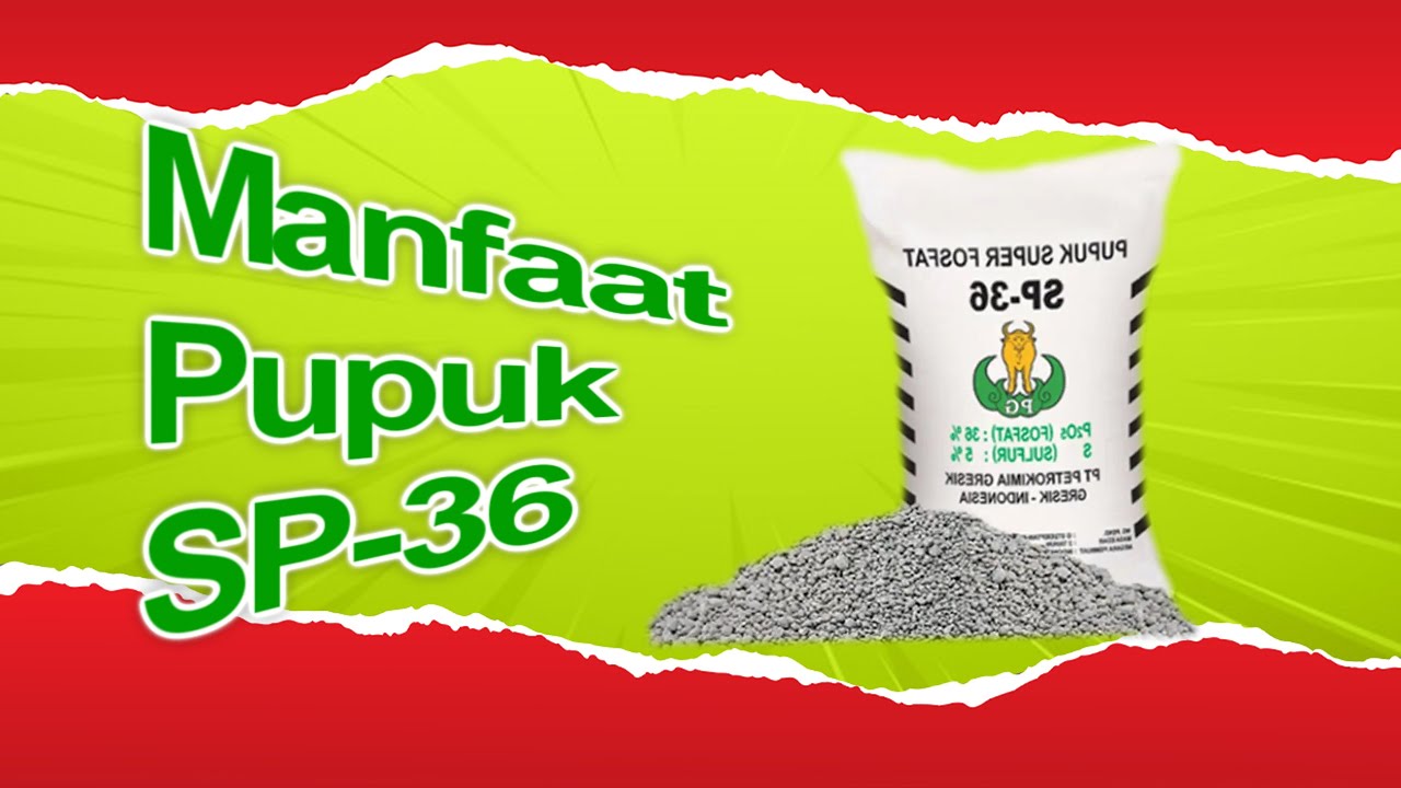 Manfaat Pupuk SP36, Dosis dan Cara Menggunakan TSP & SP36 untuk Tanaman ...
