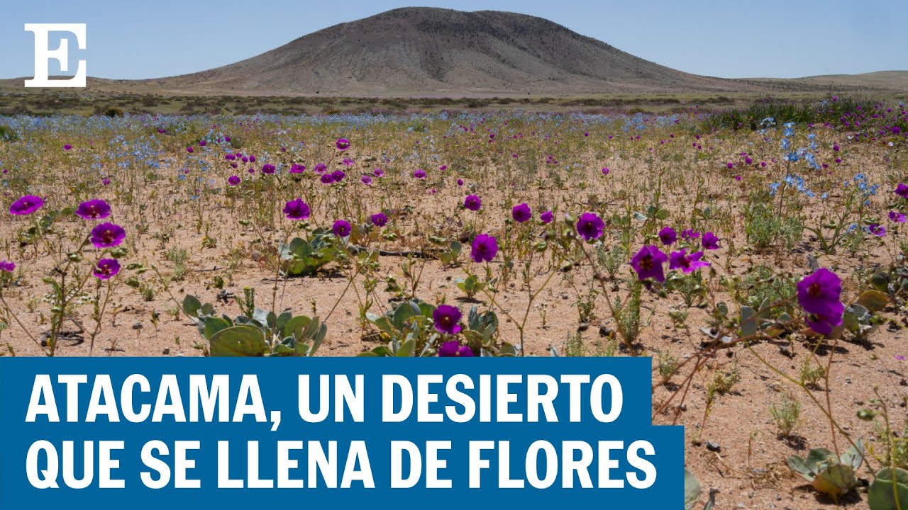 CHILE | El increíble espectáculo del desierto que florece en Atacama ...