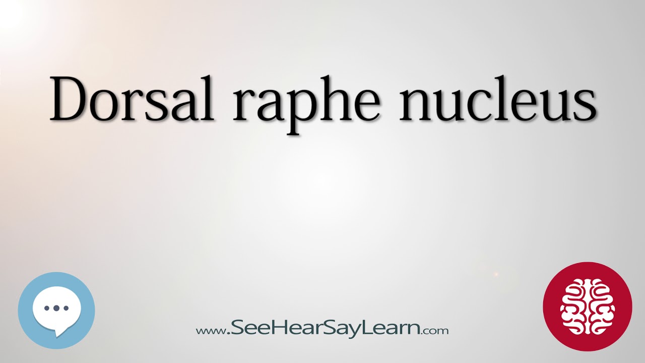 Dorsal Raphe