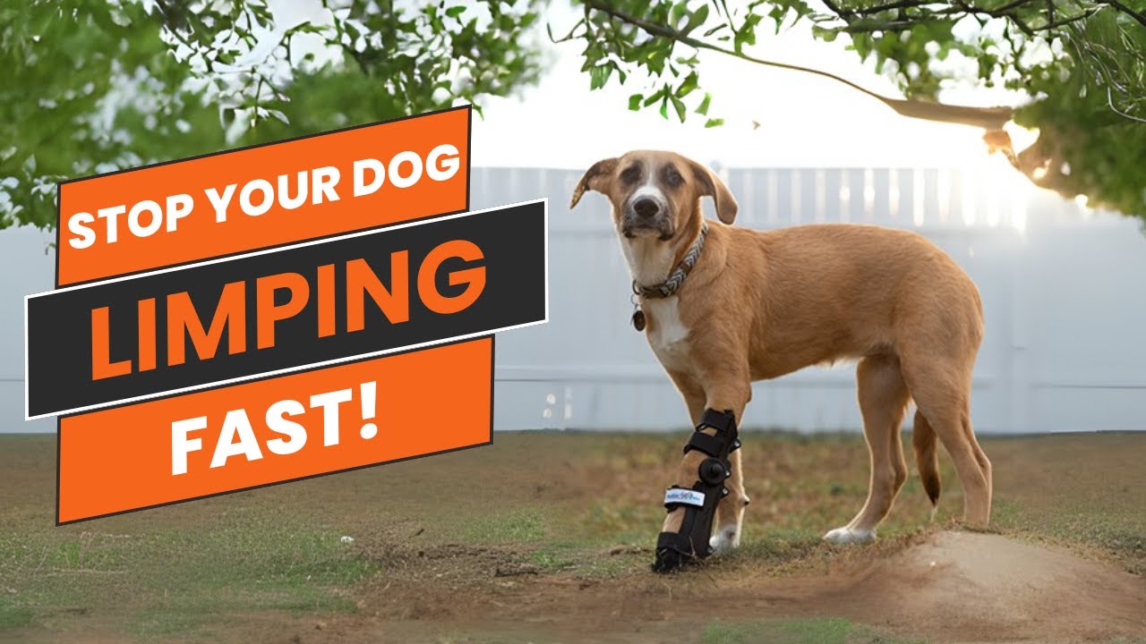 Stop Your Dog’s Limping Fast – Easy Fixes! - YouTube