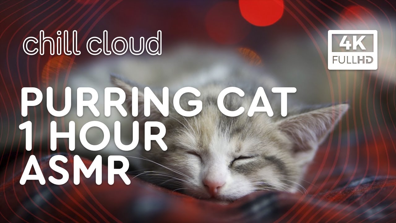1 HOUR Purring Cat Smoothly | Relaxing Sounds for Sleep | Relaxation ...
