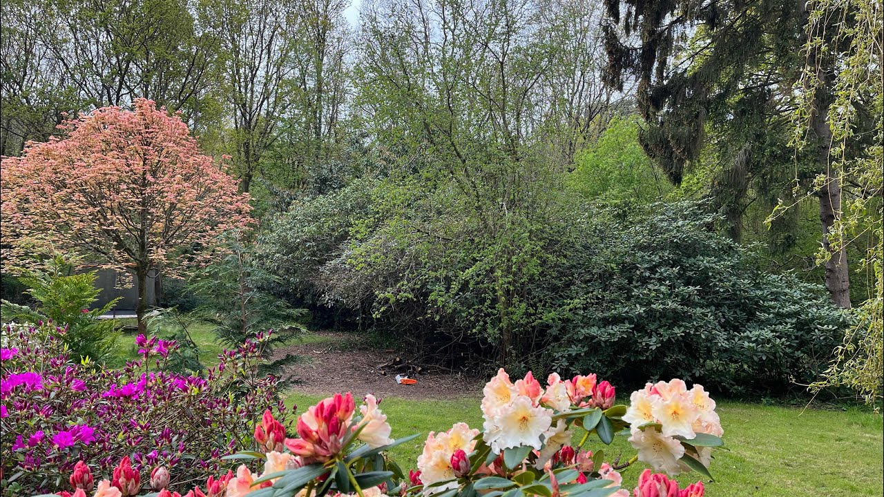 Continuing the Battle of the Overgrown Brambles & Rhododendron! - YouTube