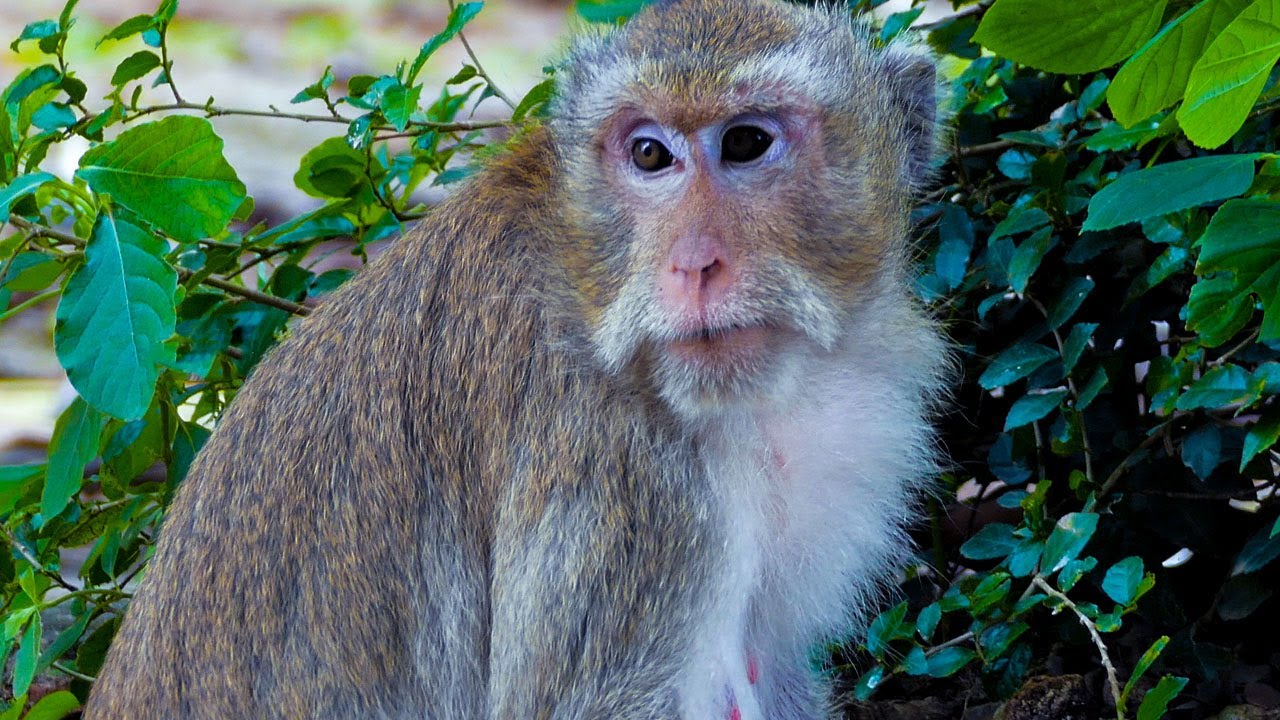 4K Quality Monkey Scenes | Monkey Family Beautiful Footage Ep 114 - YouTube