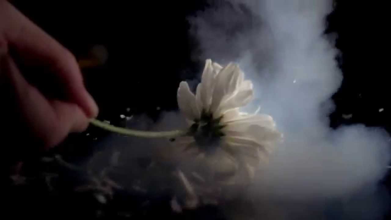 Liquid nitrogen Slow motion - flower 1000fps - YouTube