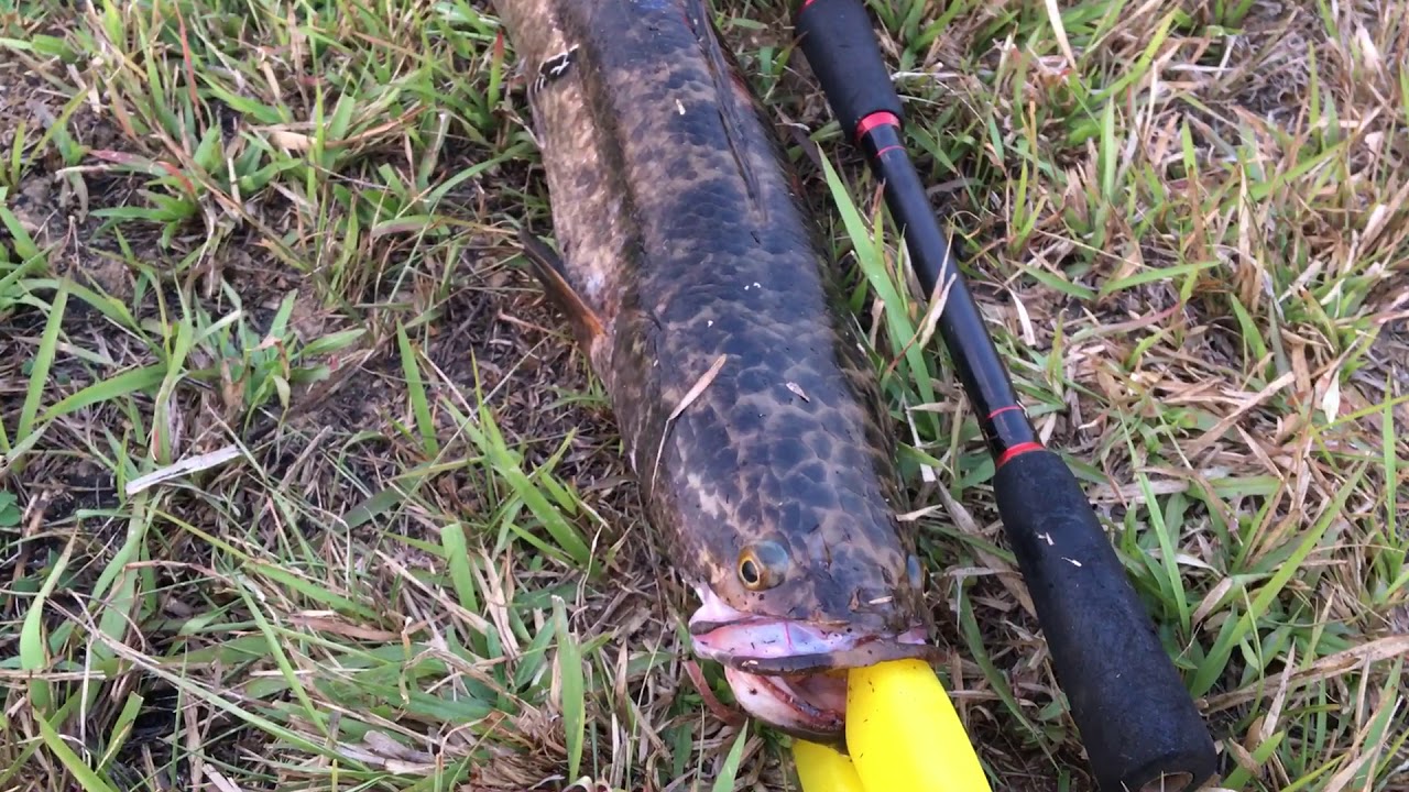 Northern Bullseye Snakehead Fish (Northern Burmar) - YouTube