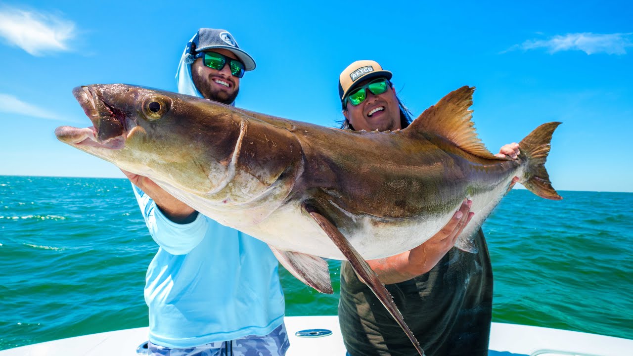 Chasing Giants in Sight Fishing Capital of the World! (Cobia Catch & Cook) - YouTube
