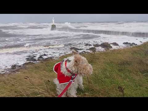 Fox terrier Nobby stands firm against Storm Babet