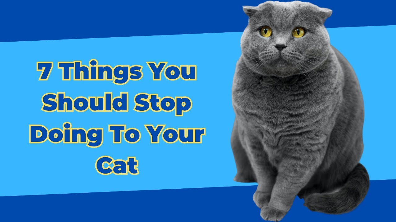 7 Things You Should Stop Doing To Your Cat - YouTube
