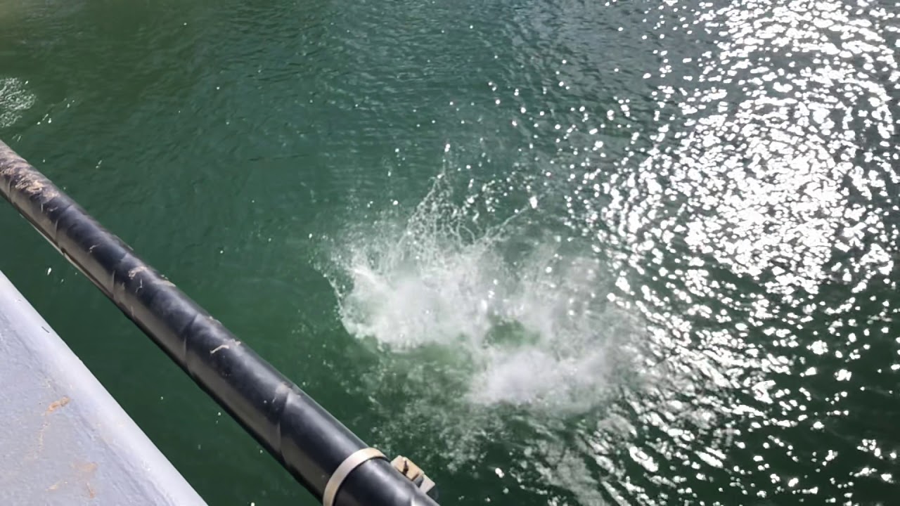 Noosa Bridge Jump - YouTube