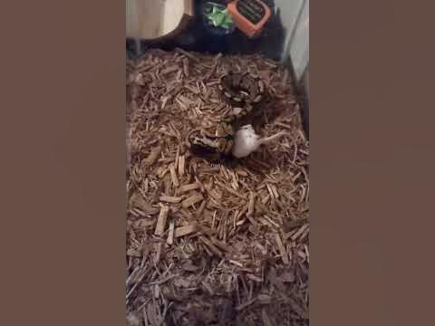 Balled Python eats live Mouse - YouTube