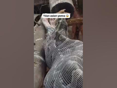 Snake eating lion - YouTube