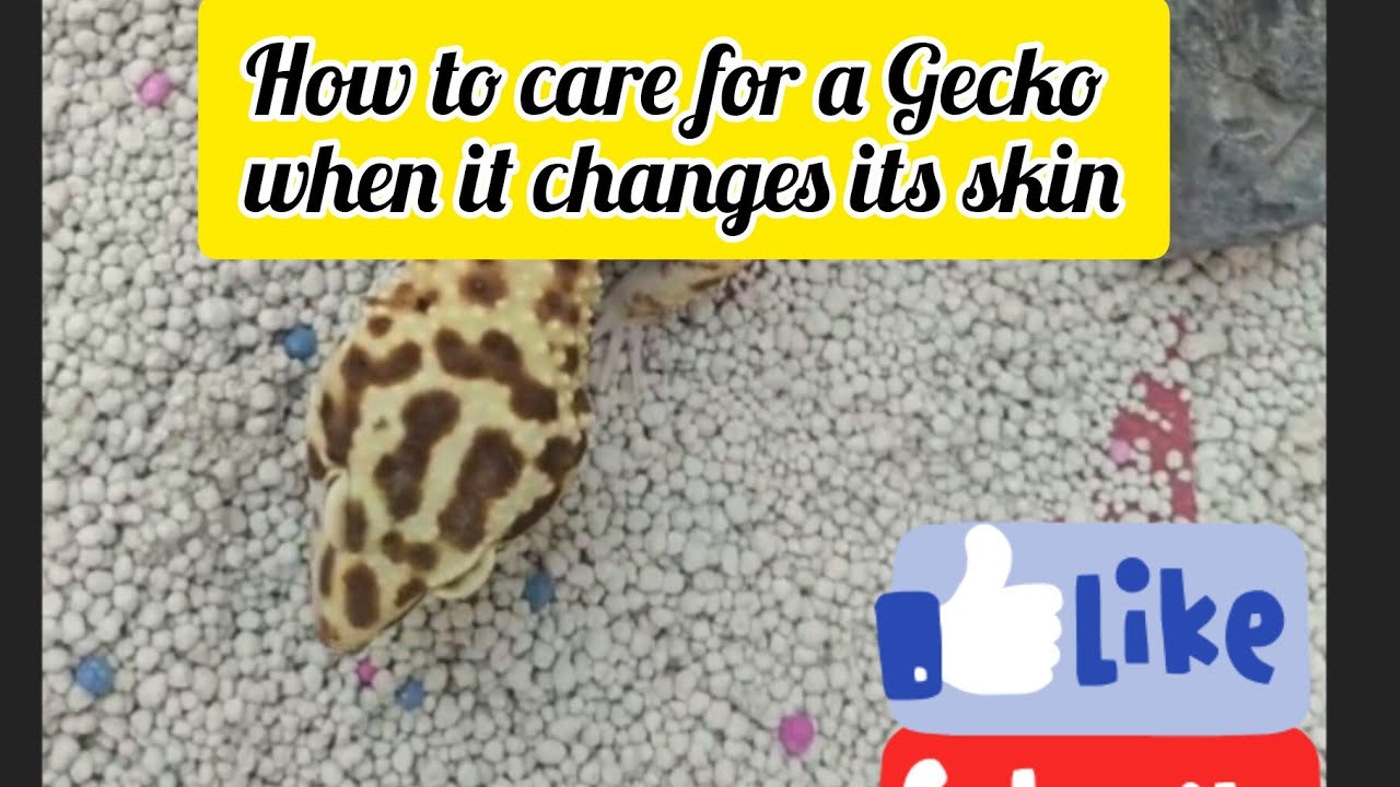 How to care for a Gecko when it changes its skin - YouTube