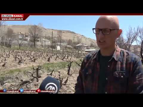 3 bin yıllık Erciş üzümü yetiştirilecek