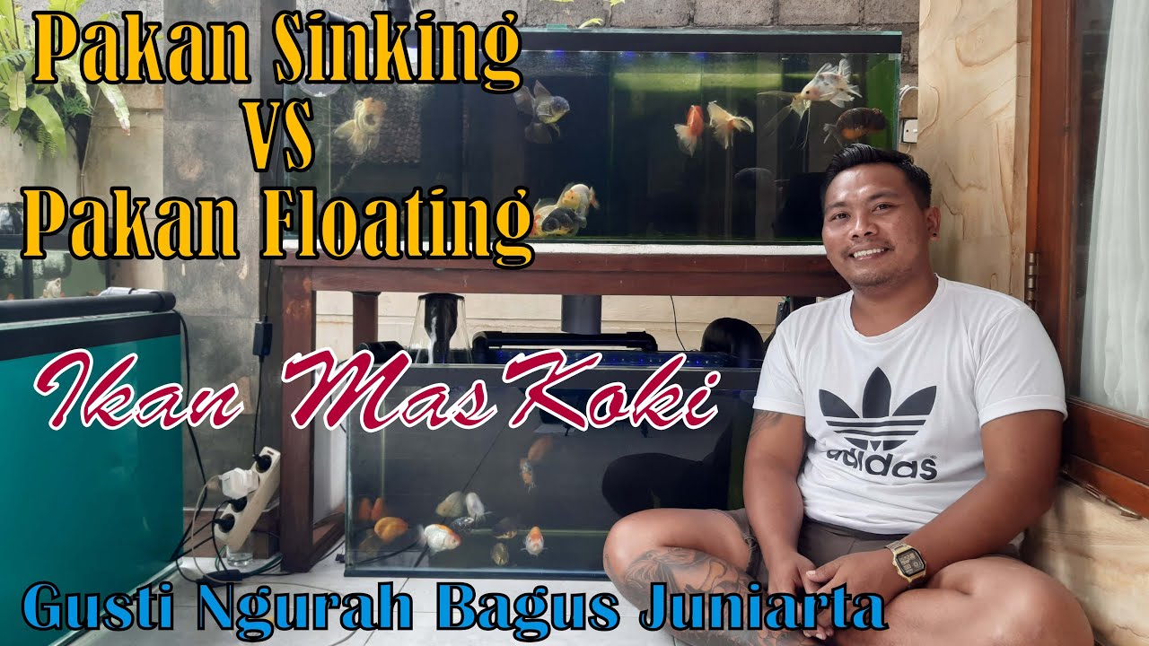 Ngobrol Santai Tentang Ikan Mas Koki Bali Langsung Dari Penghobi Asal ...