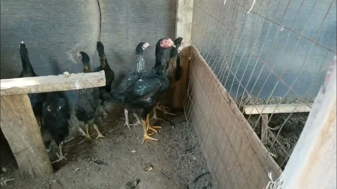 Hnub no kuv update kuv cov menyuam qaib 2023 (03/26/2023 - YouTube