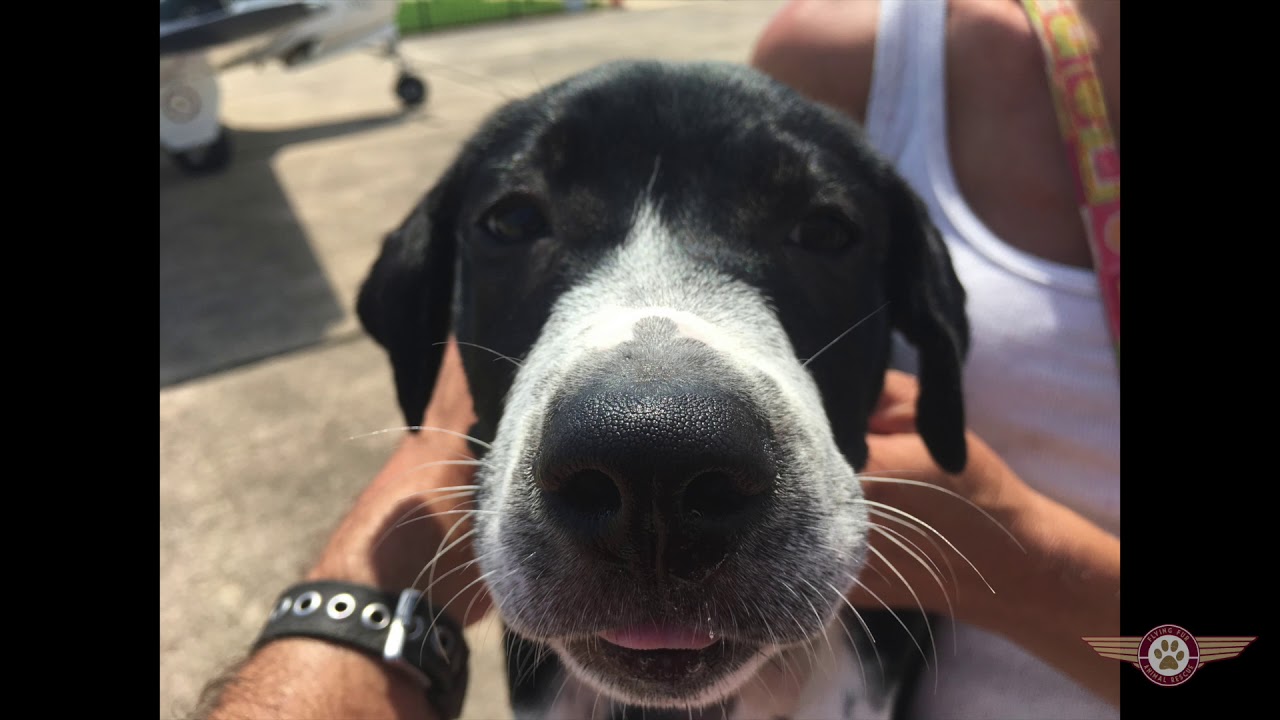 Flying Fur Animal Rescue, 2017 in review - YouTube