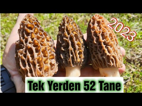 Tek Noktadan 52 Kuzugöbeği kestik, Kuzugöbeği En lezzetli Nasıl Pişirilir