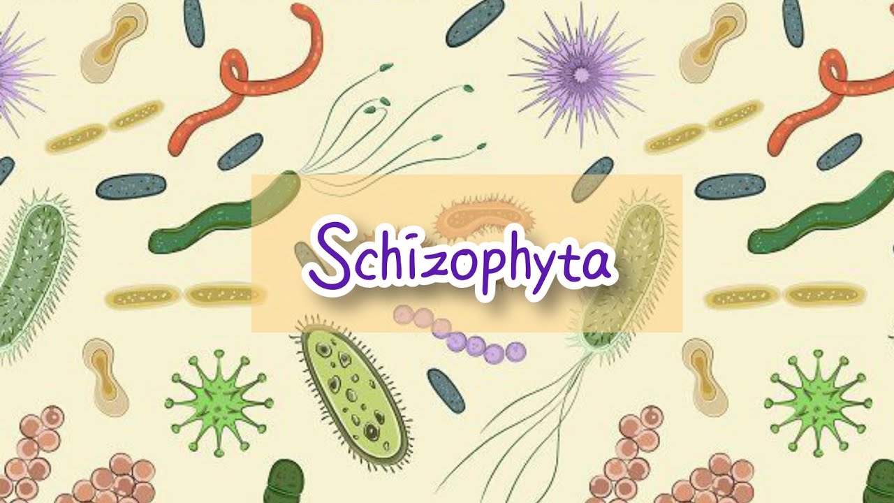 Tumbuhan belah | Schizophyta | - YouTube