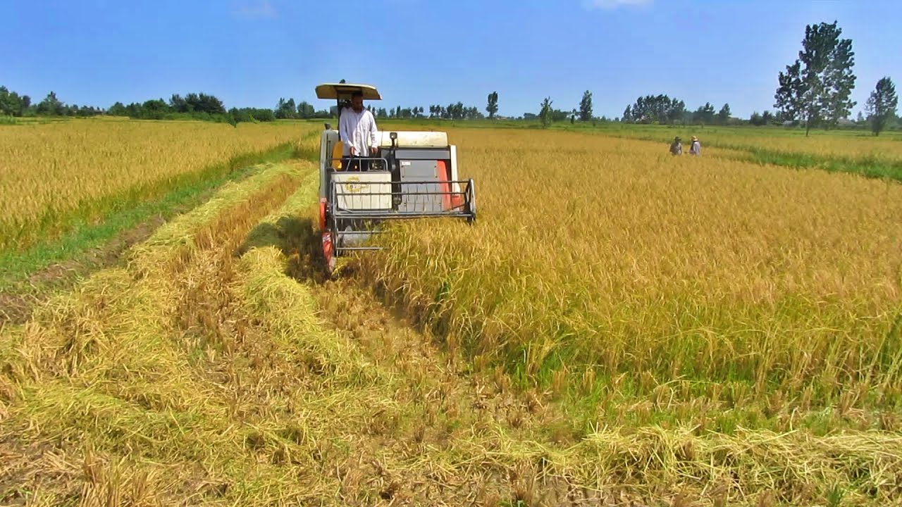 Rice Harvest In North Iran | Rice Harvest Process - YouTube