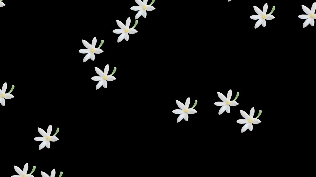 Jasmine Flowers Falling Black Screen Video - YouTube