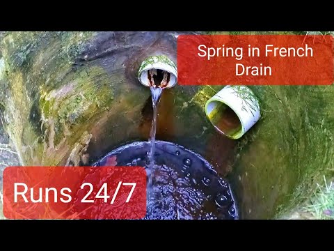 Live Spring Running through a French Drain 24/7 To Dry Out Flat Yard ...