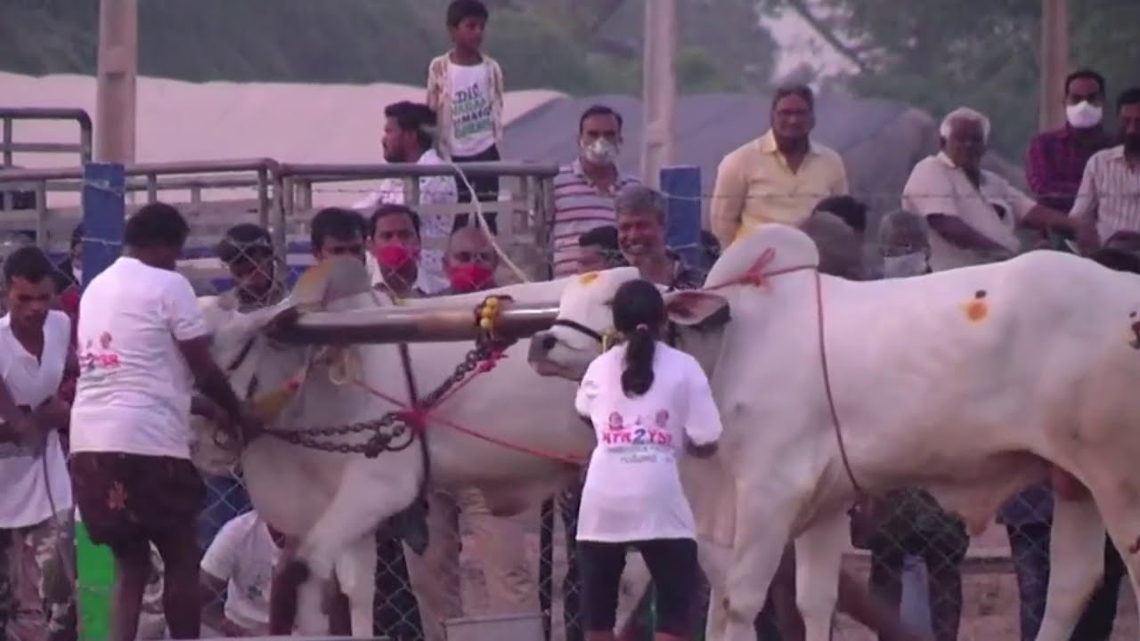 LADY BULL RIDING//WOMEN BULL RIDING//ONGOLE BULLS - YouTube