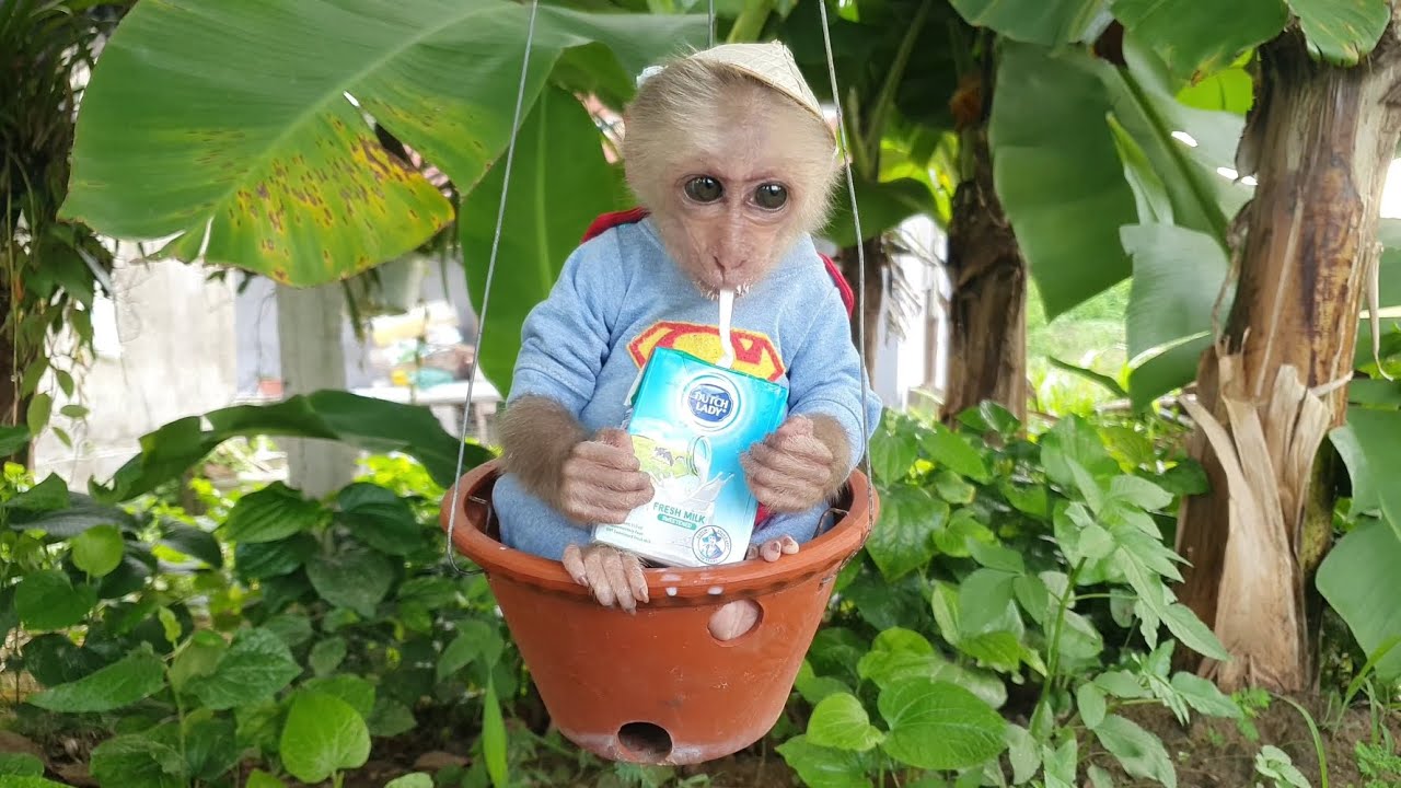 Mika Monkey Drinks Milk himself - YouTube