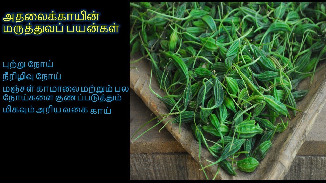 அதலைக்காயின் மருத்துவ பயன்கள் HEALTH BENEFITS OF ATHALAKKAI - YouTube