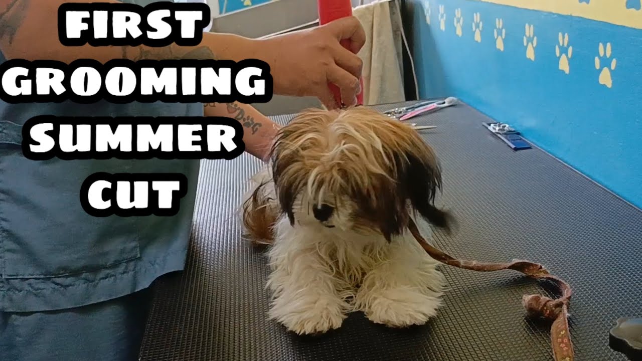 first Meet first Grooming summer cut poodle feet 6mons.old puppy - YouTube
