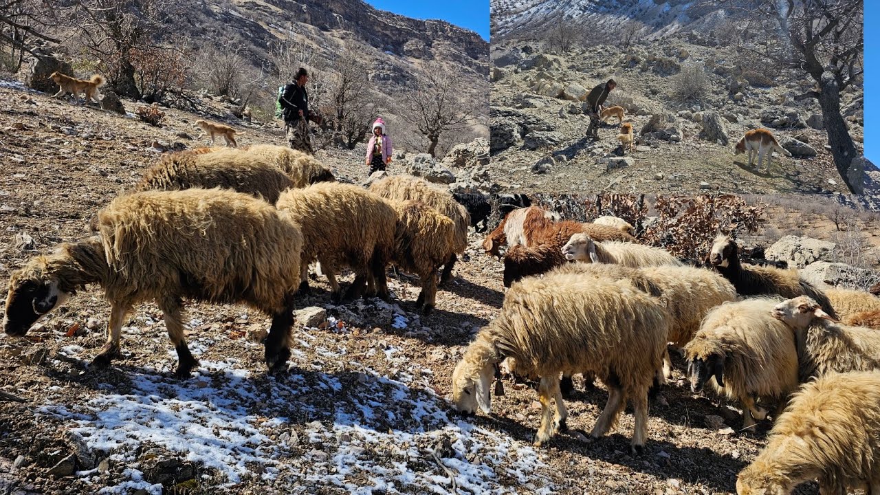 Nomadic life Firoz and Alnaz go to the mountains on a snowy trip to ...