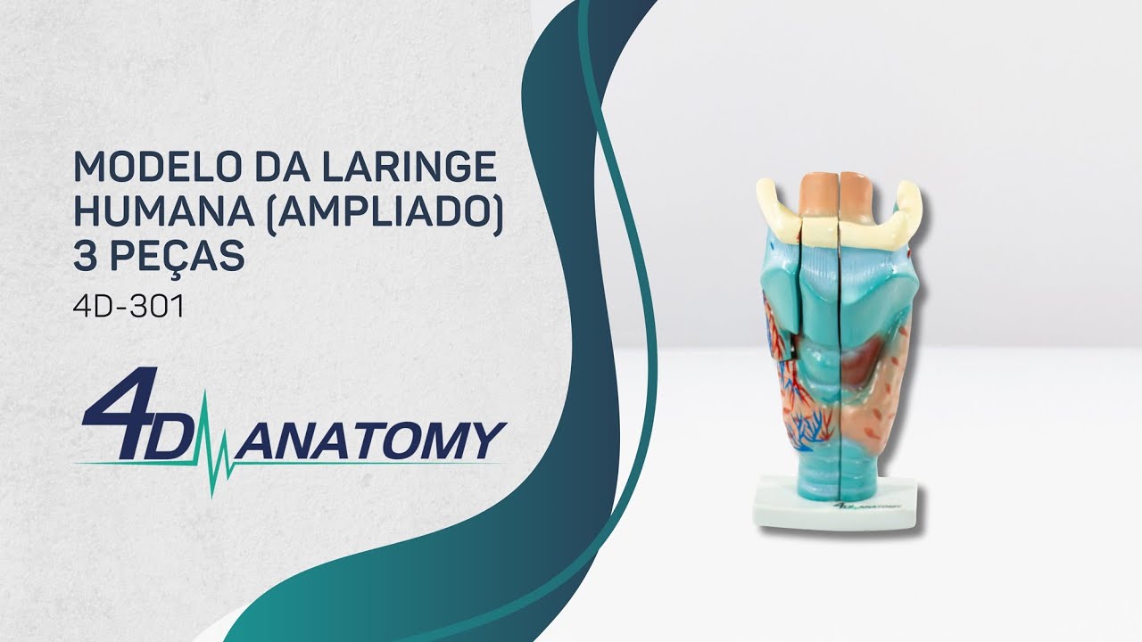 4D-ANATOMY | 4D-301 | Modelo da Laringe Humana (Ampliado) - 3 peças ...