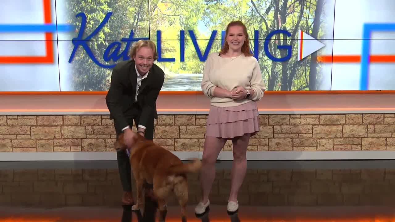 Kato Living - National Make A Dog's Day! - YouTube