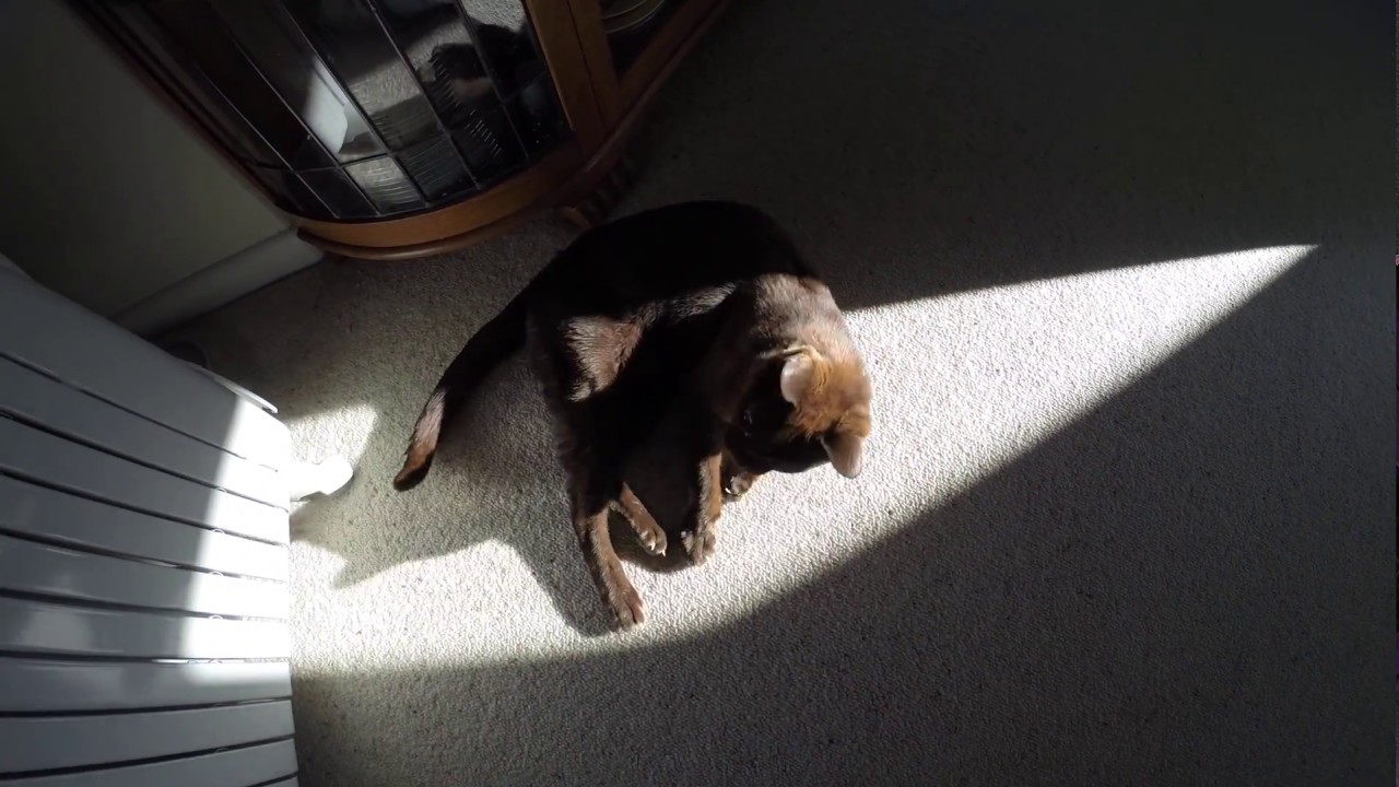 GoPro 2.7K 30FPS Test Video. (Crazy Cat video) - YouTube