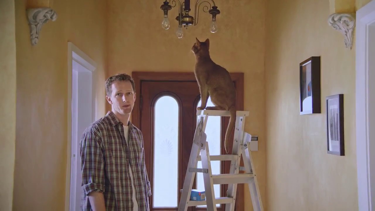 Loans that don't have a lend of you | Cat changing light bulb - YouTube