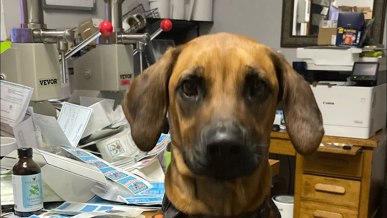 Peaches the Rhodesian Ridgeback has a tantrum - YouTube