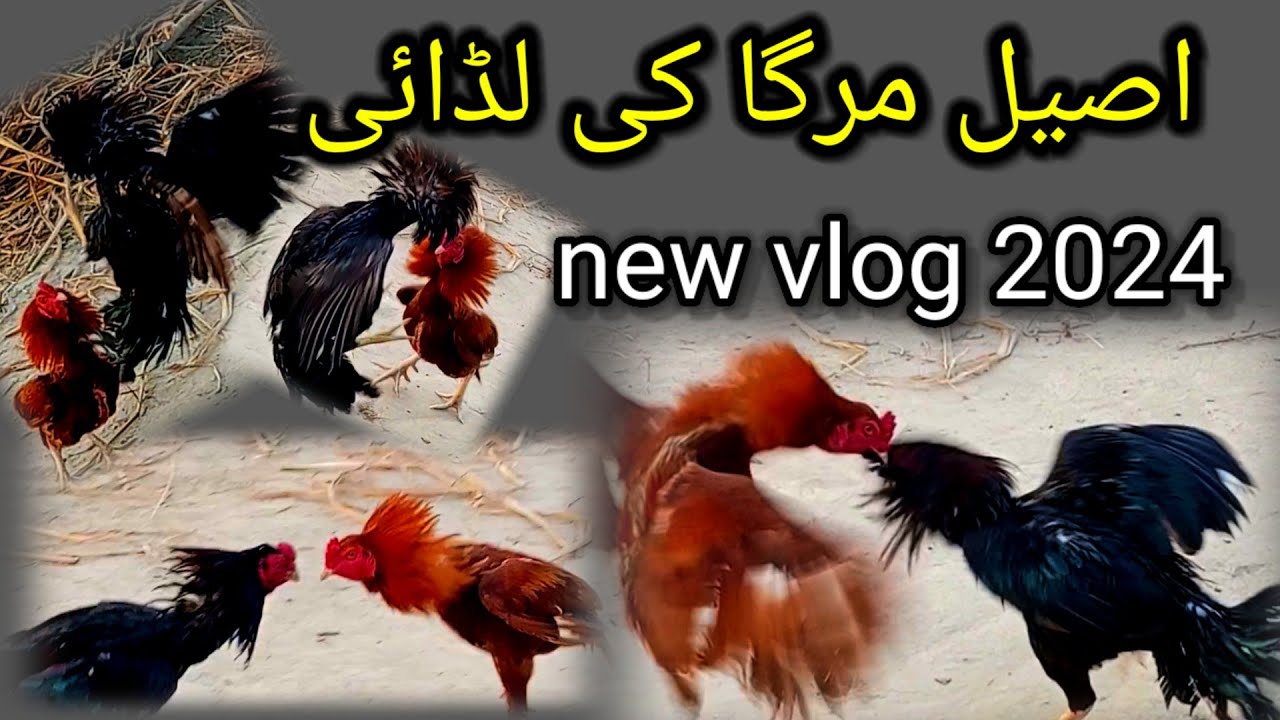 aseel murga ki ladai 😱/ SaBiR SaHaR New vlog 2024 #murga #pets # ...
