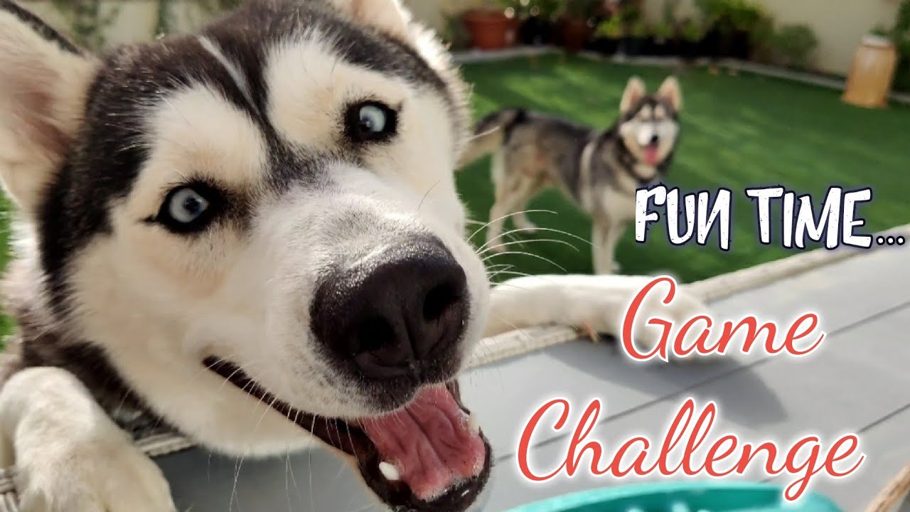 Fun time with DaDo Huskies!!! #huskies - YouTube