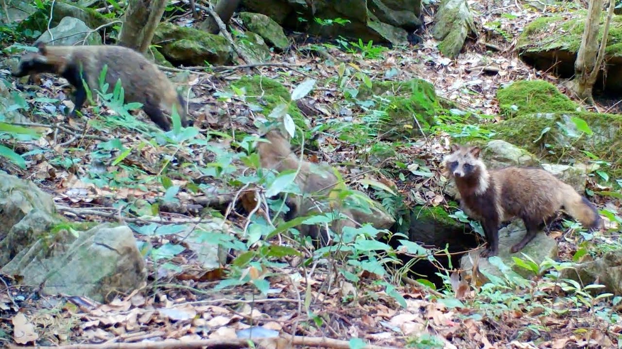 Watch Tanuki and Badgers & other Japanese Wildlife on trail cam! - YouTube
