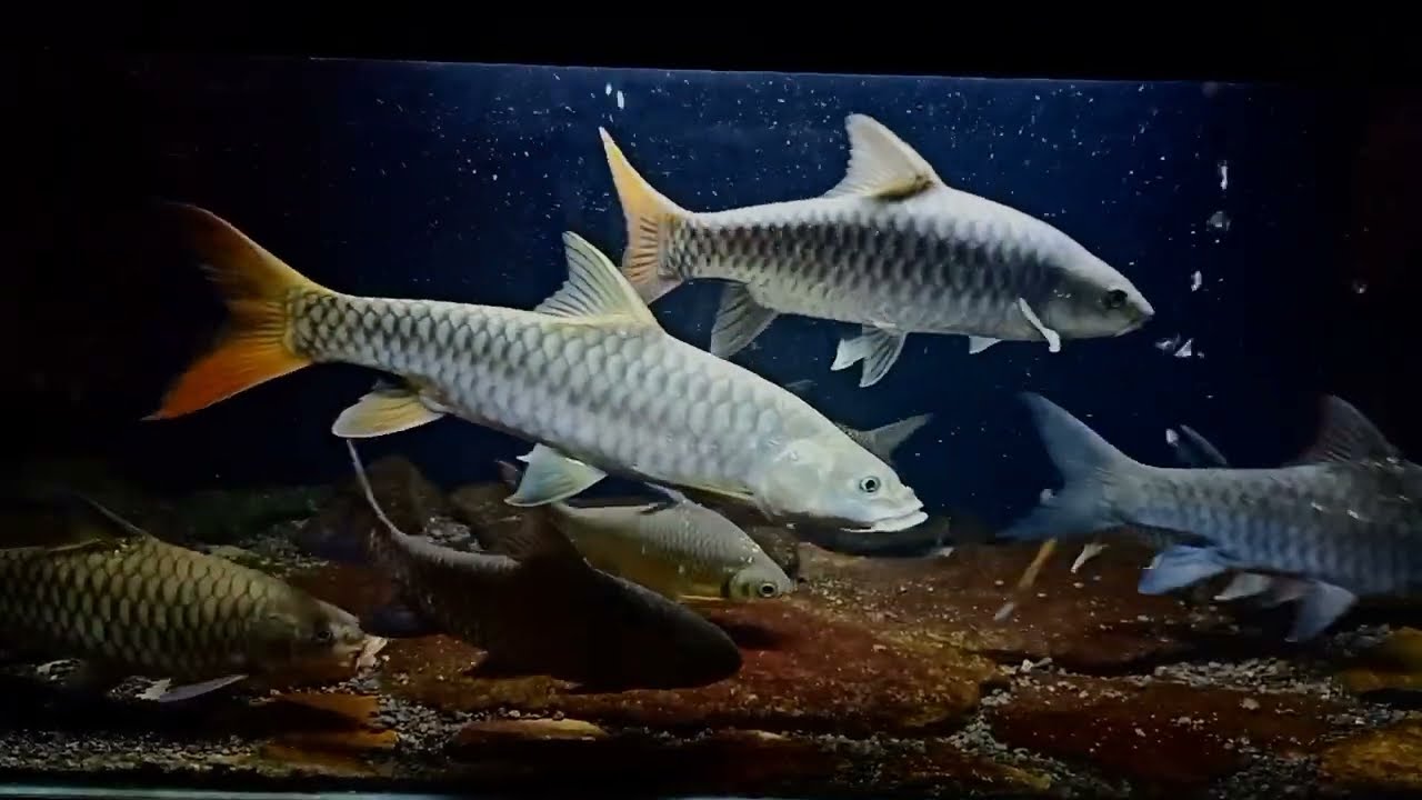 tor puttitora ,tor khudre(decan mahseer) ,tor tor (redfin mahseer) ,tor ...