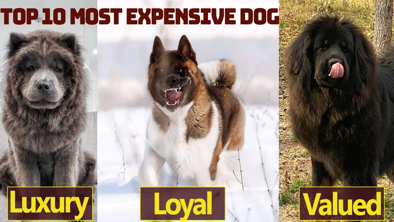 Top 10 Most Expensive Dogs in 2 Minutes Most Expensive Dogs on this ...