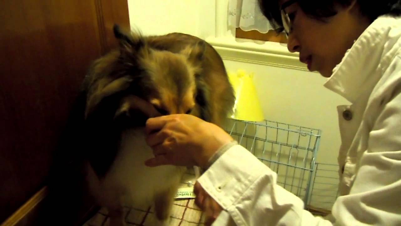 Sheltie Getting His Teeth Brushed - YouTube