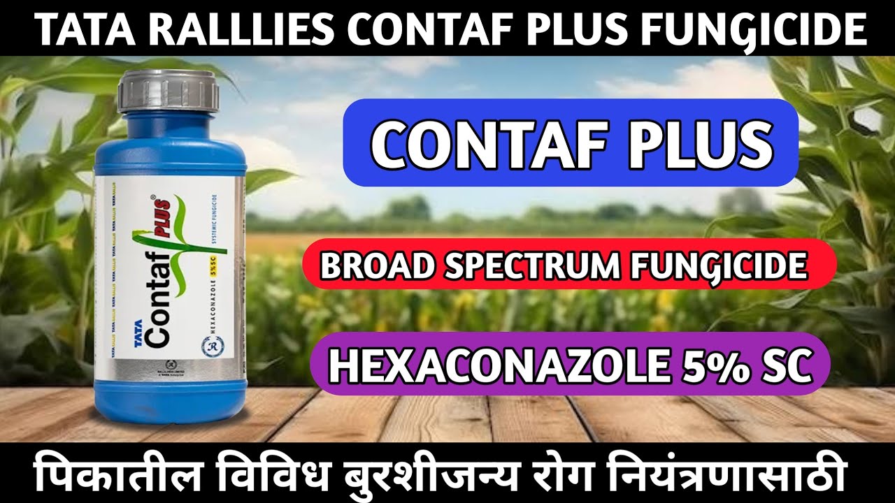 Contaf plus | Hexaconazole fungicide | Contaf plus fungicide price ...