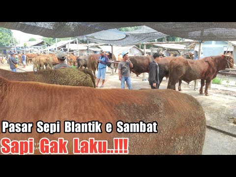 Pasar Sepi Blantik e Sambat Sapi Gak Laku Banyak Yang Rugi ‼️ Pasar ...