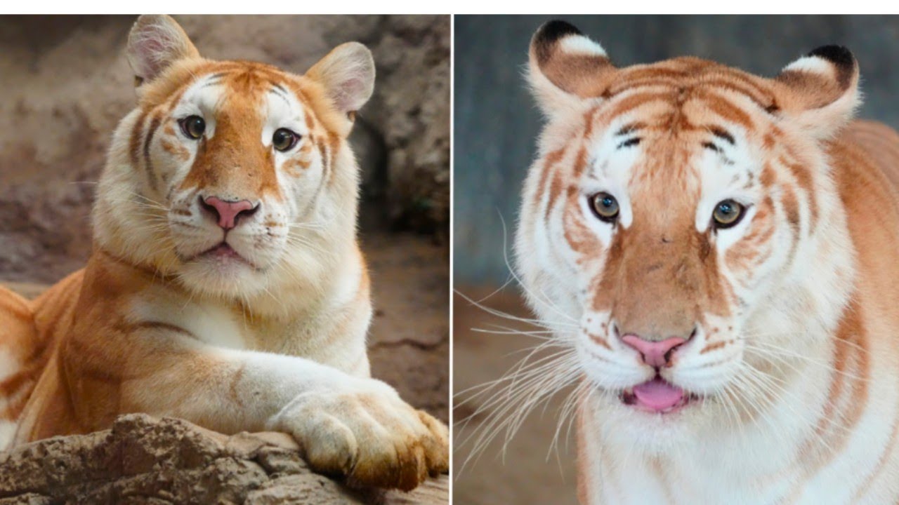 Strawberry Tigers? Meet the Stunning Sisters Breaking the Internet! #goldentiger - YouTube