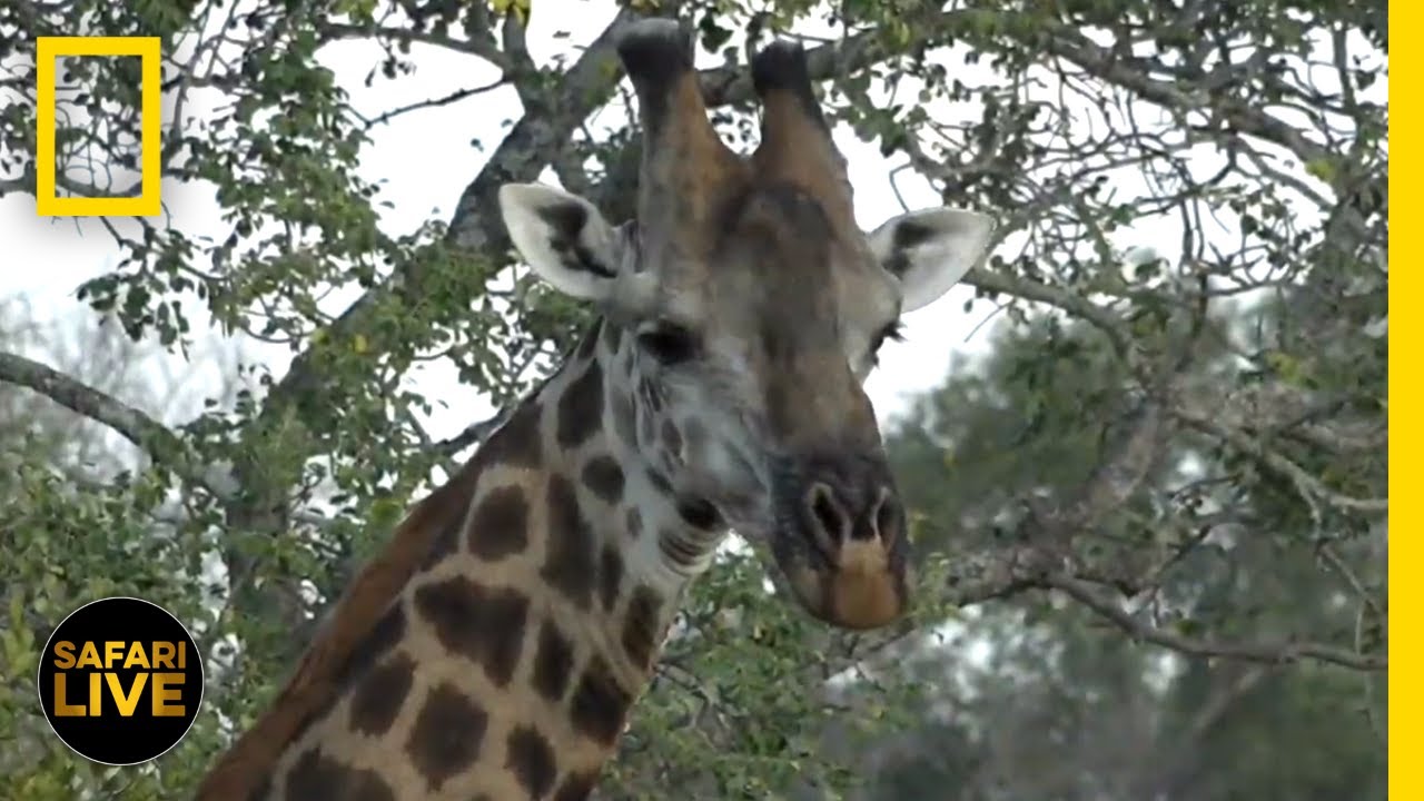 Safari Live - Day 352 | National Geographic - YouTube